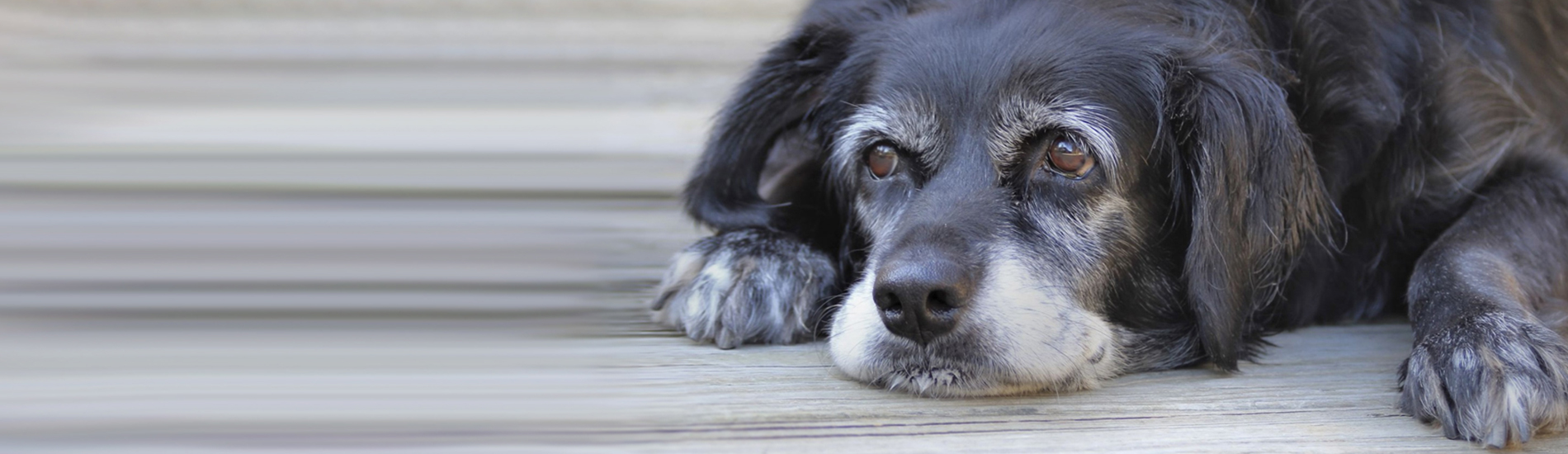 Pet Euthanasia Pullman - Dog & Cat Euthanasia At Home Pullman