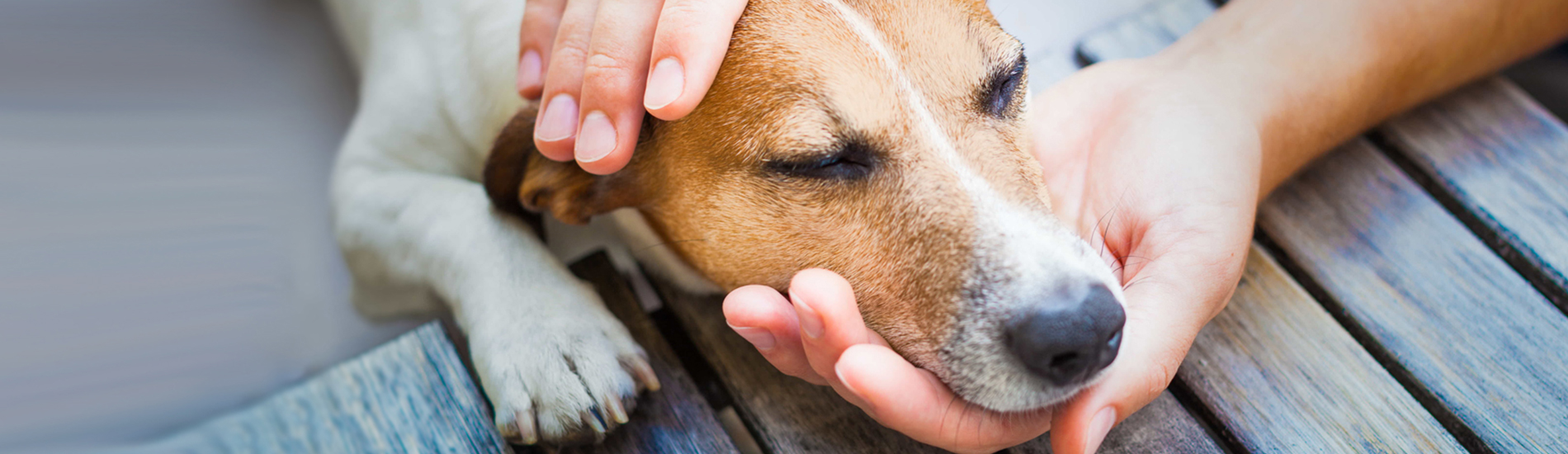 Pet Euthanasia Lakewood - Dog & Cat Euthanasia At Home Lakewood