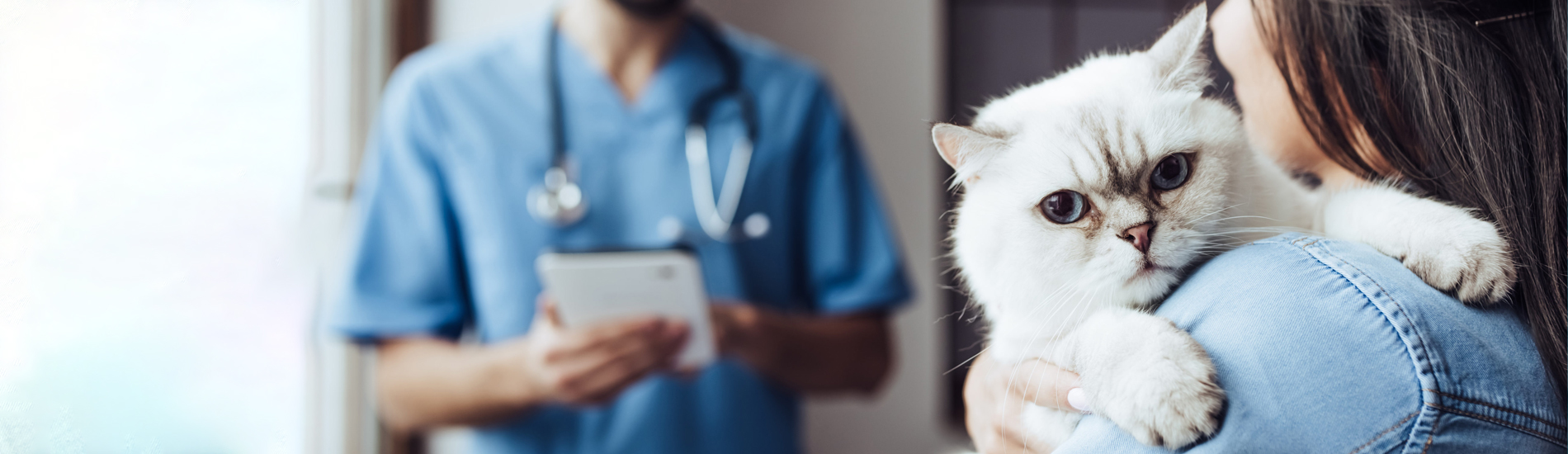 Spaying And Neutering Lacey - Low Cost Pet Spay And Neuter Clinic